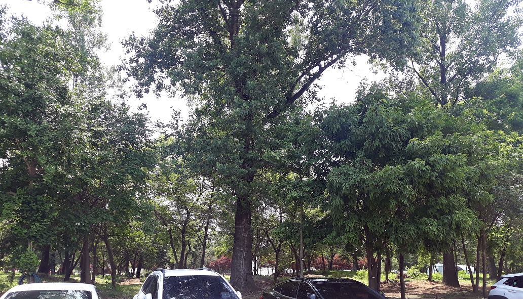 자라섬 출사 ^^ – 미스디카